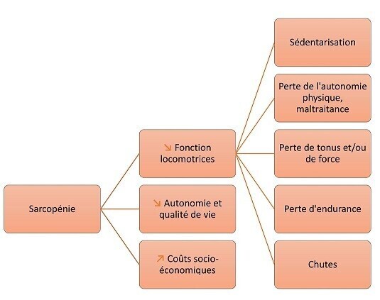 MEDVASC - SARCOPENIE et GEROSCIENCE